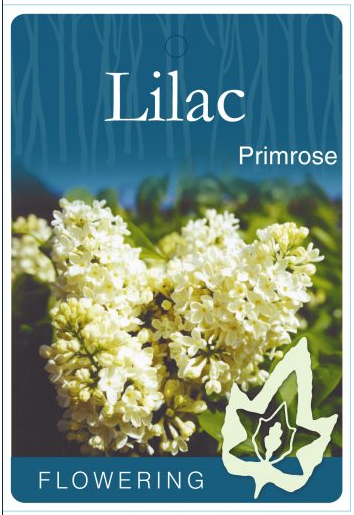 LILAC (Syringa) Primrose - Echuca Plant Farm