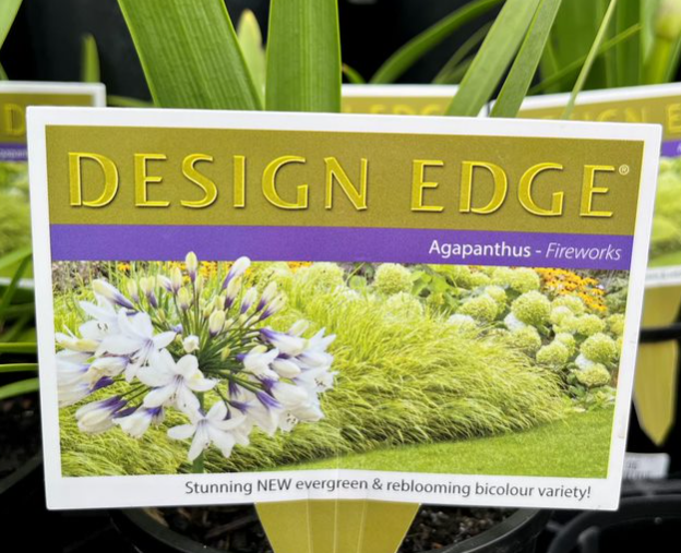 AGAPANTHUS 'Fireworks' PBR - Echuca Plant Farm