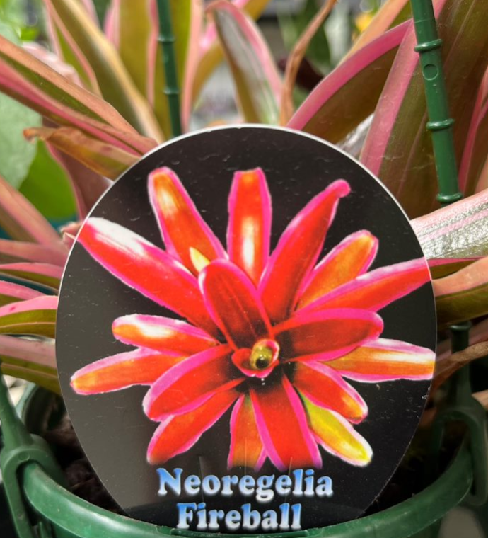 BROMELIAD Neorogelia 'Fire Ball' - Echuca Plant Farm