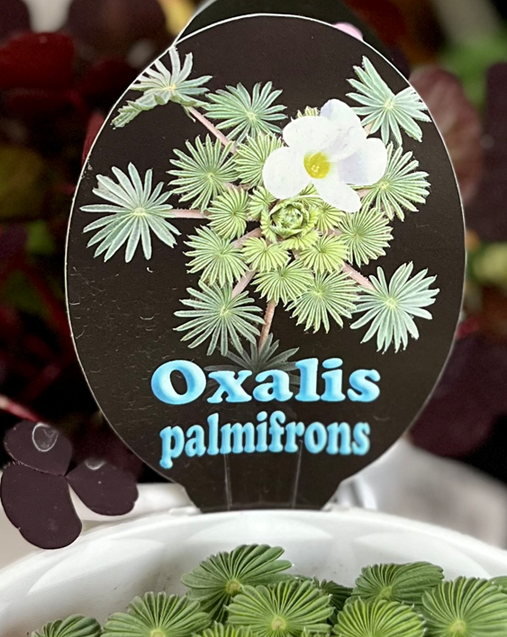 OXALIS palmifrons (Palm-leaf False Shamrock) - Echuca Plant Farm