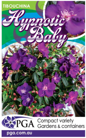 TIBOUCHINA ‘Hypnotic Baby’ - Echuca Plant Farm