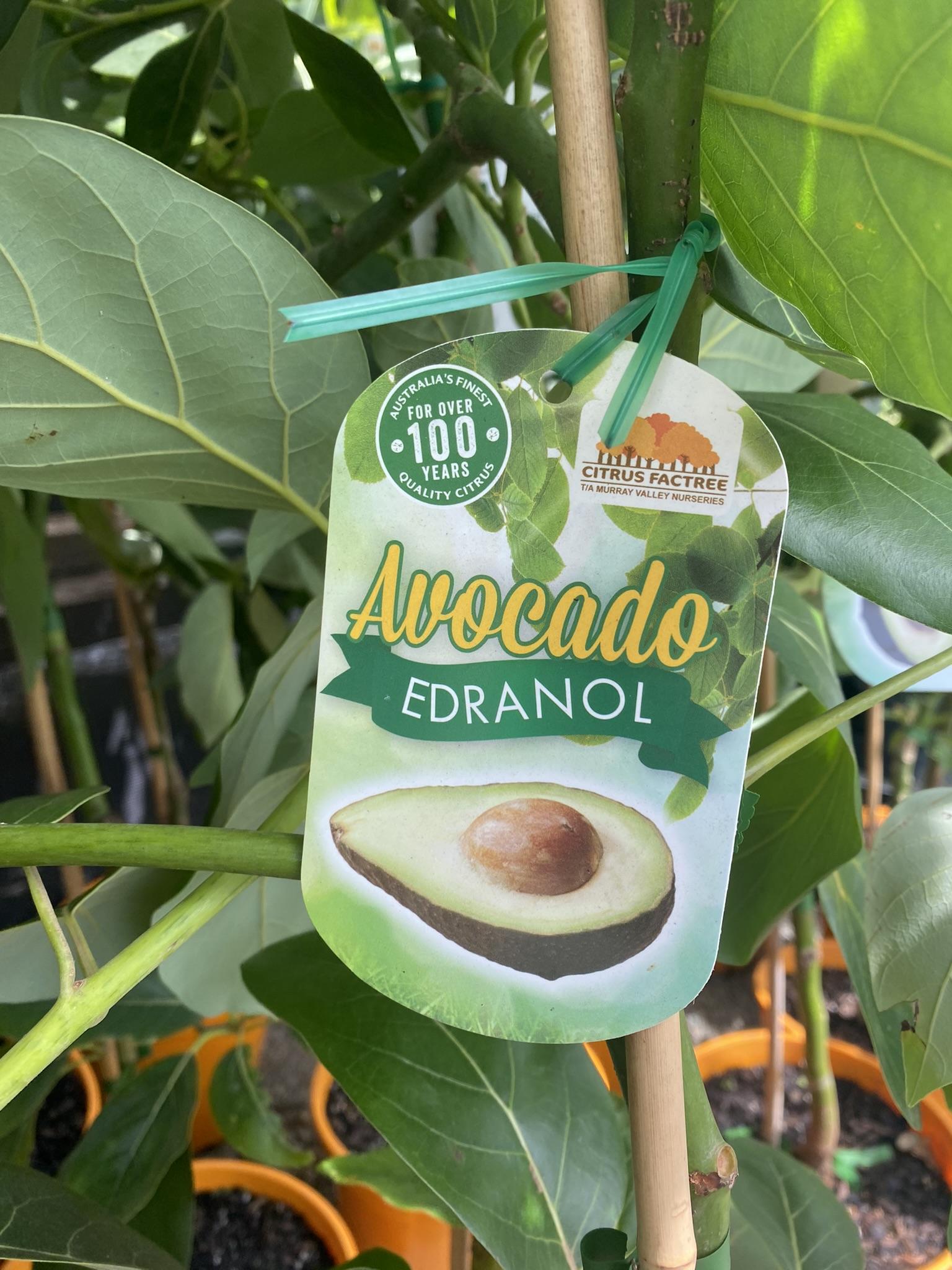 AVOCADO 'Edranol' - Echuca Plant Farm