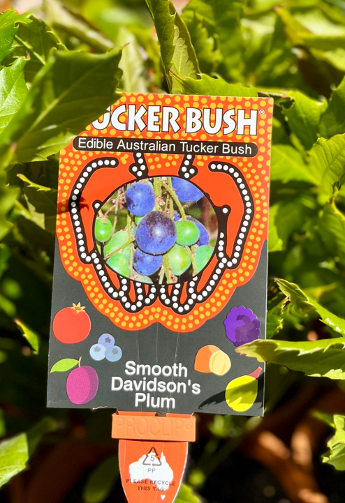 TUCKER BUSH 'Smooth Davidson's Plum' - Echuca Plant Farm