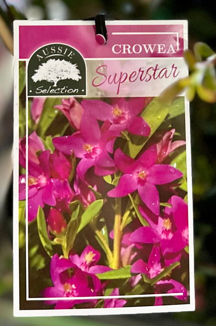 CROWEA exalata 'Mallee Superstar' - Echuca Plant Farm