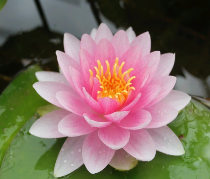NYMPHAEA 'Darwin' (Water Lily) - Echuca Plant Farm