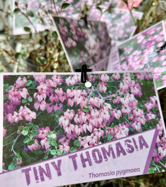 THOMASIA Pygmaea - Echuca Plant Farm