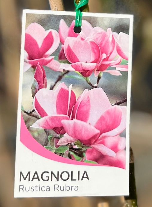 MAGNOLIA 'Rustica Rubra' - Echuca Plant Farm