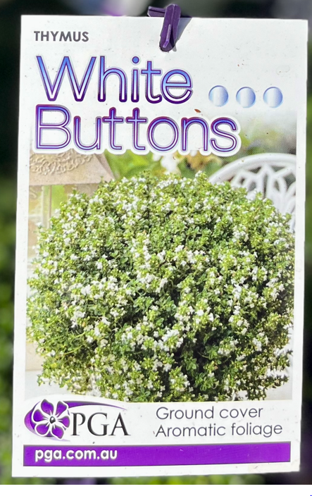 THYMUS 'White Buttons' - Echuca Plant Farm