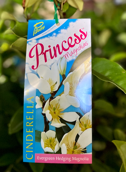 MAGNOLIA Paradise 'Princess Cleopatra' - Echuca Plant Farm