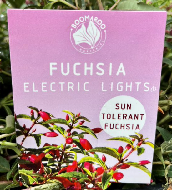 FUCHSIA 'Electric Lights' - Echuca Plant Farm