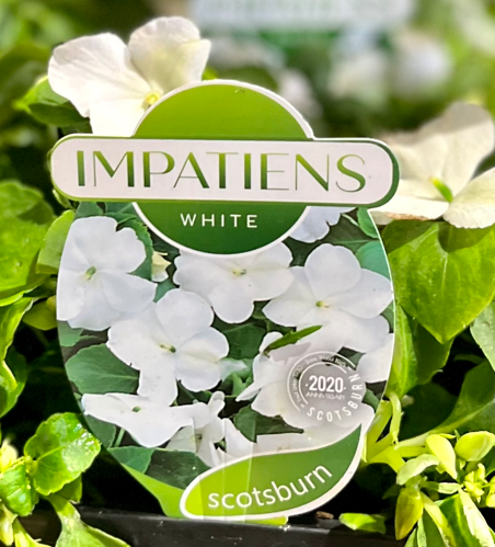 IMPATIENTS 'White' - Echuca Plant Farm