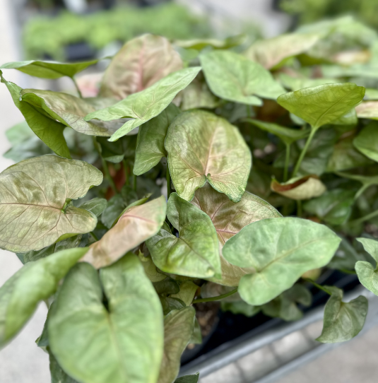 SYNGONIUM 'Berry' - Echuca Plant Farm