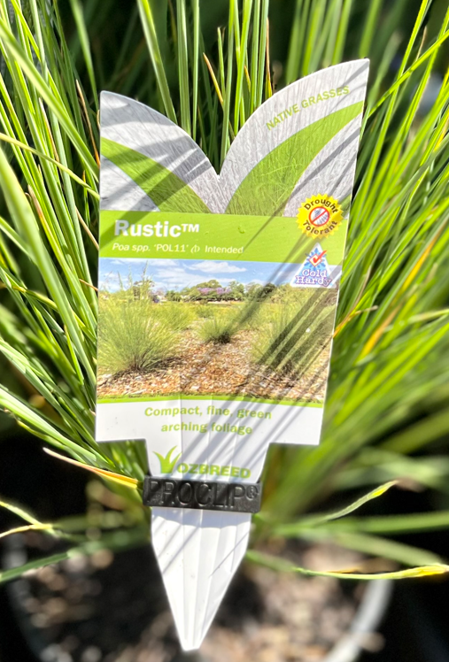 POA hybrid 'Rustic' - Echuca Plant Farm