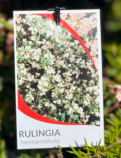 RULINGIA hermannifolia - Echuca Plant Farm